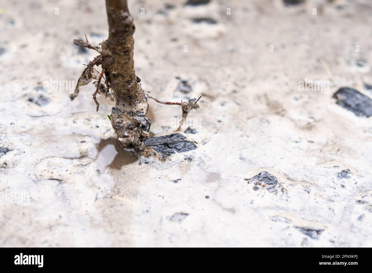 Tree root system in water hi-res stock photography and images - Alamy