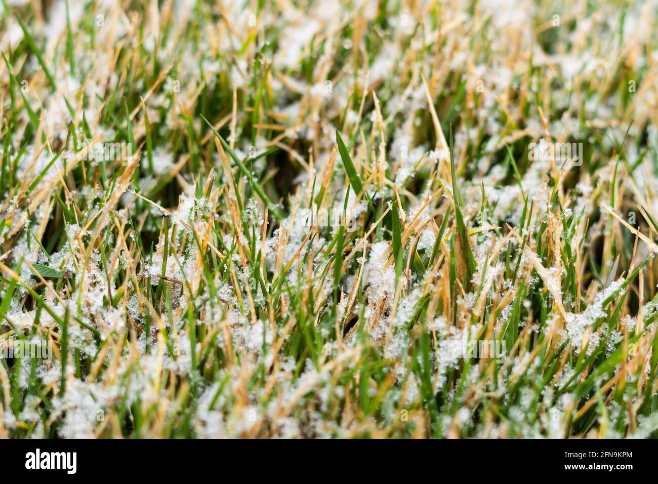 Lawn in snowflakes close-up. Spring snow on green grass Stock Photo - Alamy