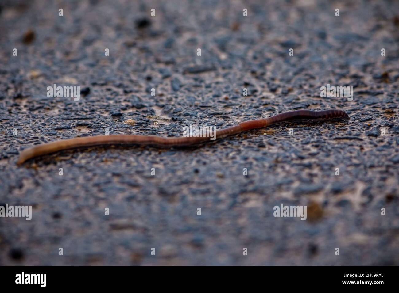 Rain worm hi-res stock photography and images - Alamy