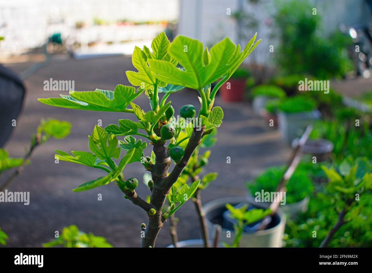 Ficus Carica, also known as the common fig, with early spring fruit ...