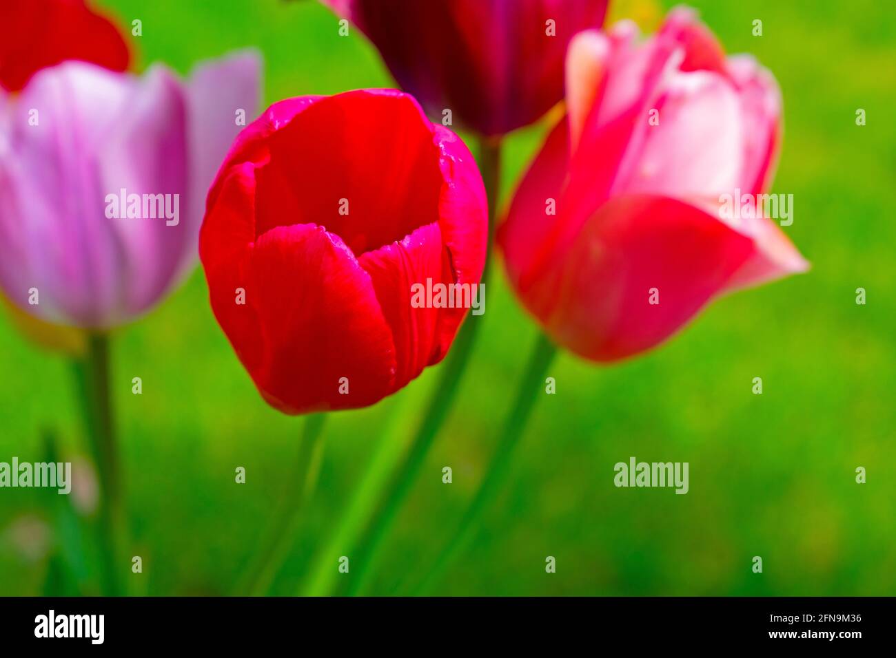 Red tepal hi-res stock photography and images - Alamy