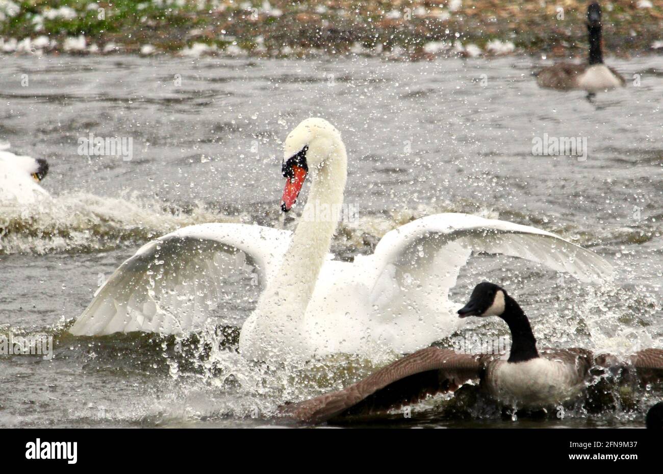 Beautiful swan in water hi-res stock photography and images - Alamy