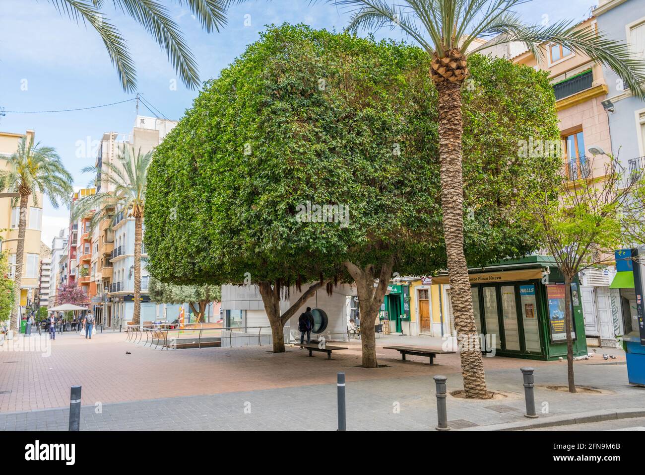 square cut trees Alicante Spain Stock Photo - Alamy