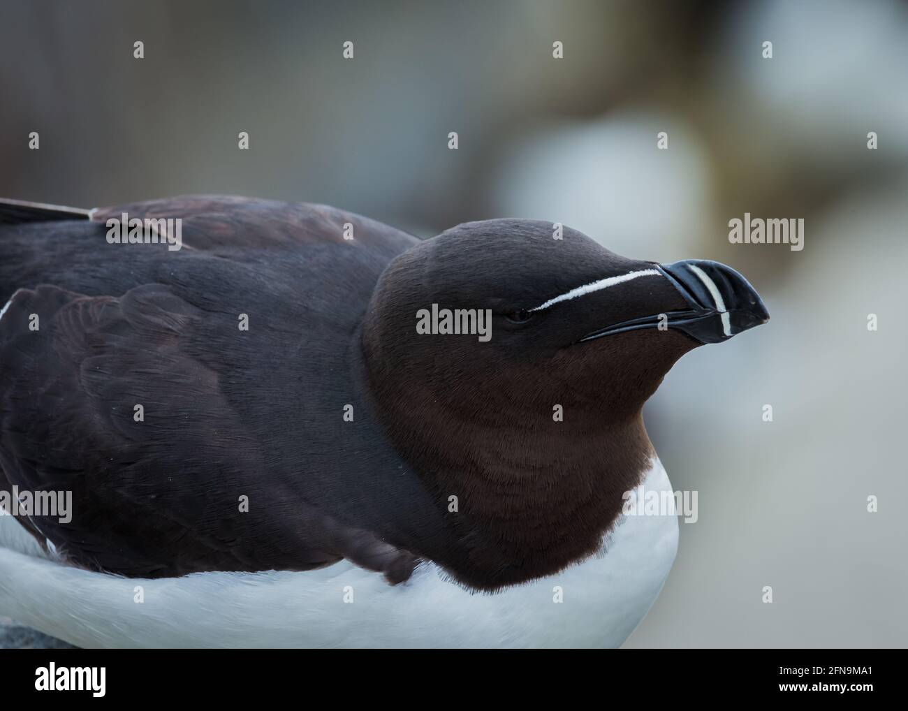 Razorbills. Sea Birds on the Farnes Islands, Northumberland, England UK ...