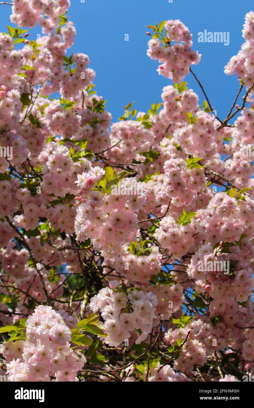 Cherry Blossom tree in full bloom Stock Photo - Alamy