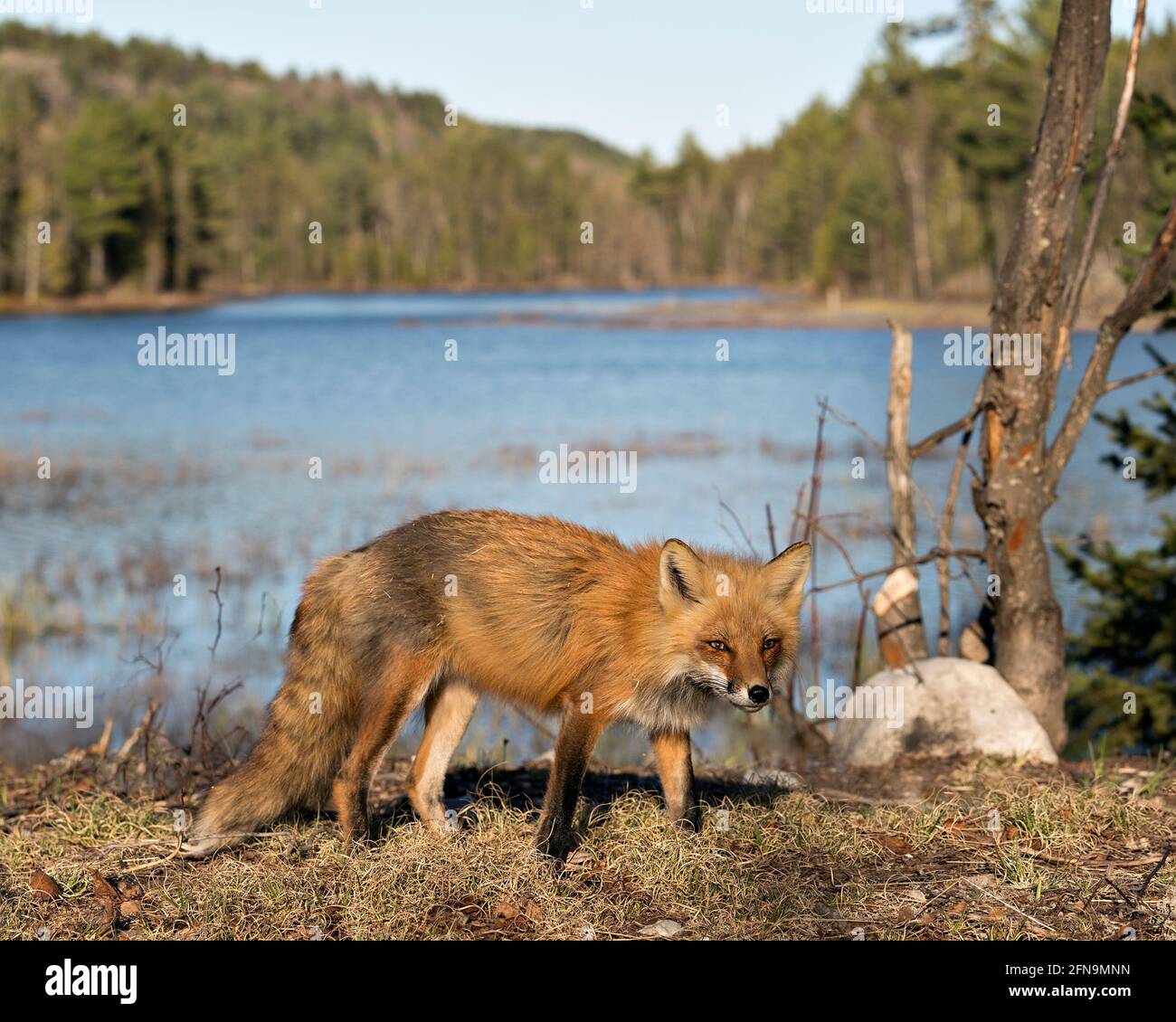 Red Fox close-up profile side view with water and forest background in ...