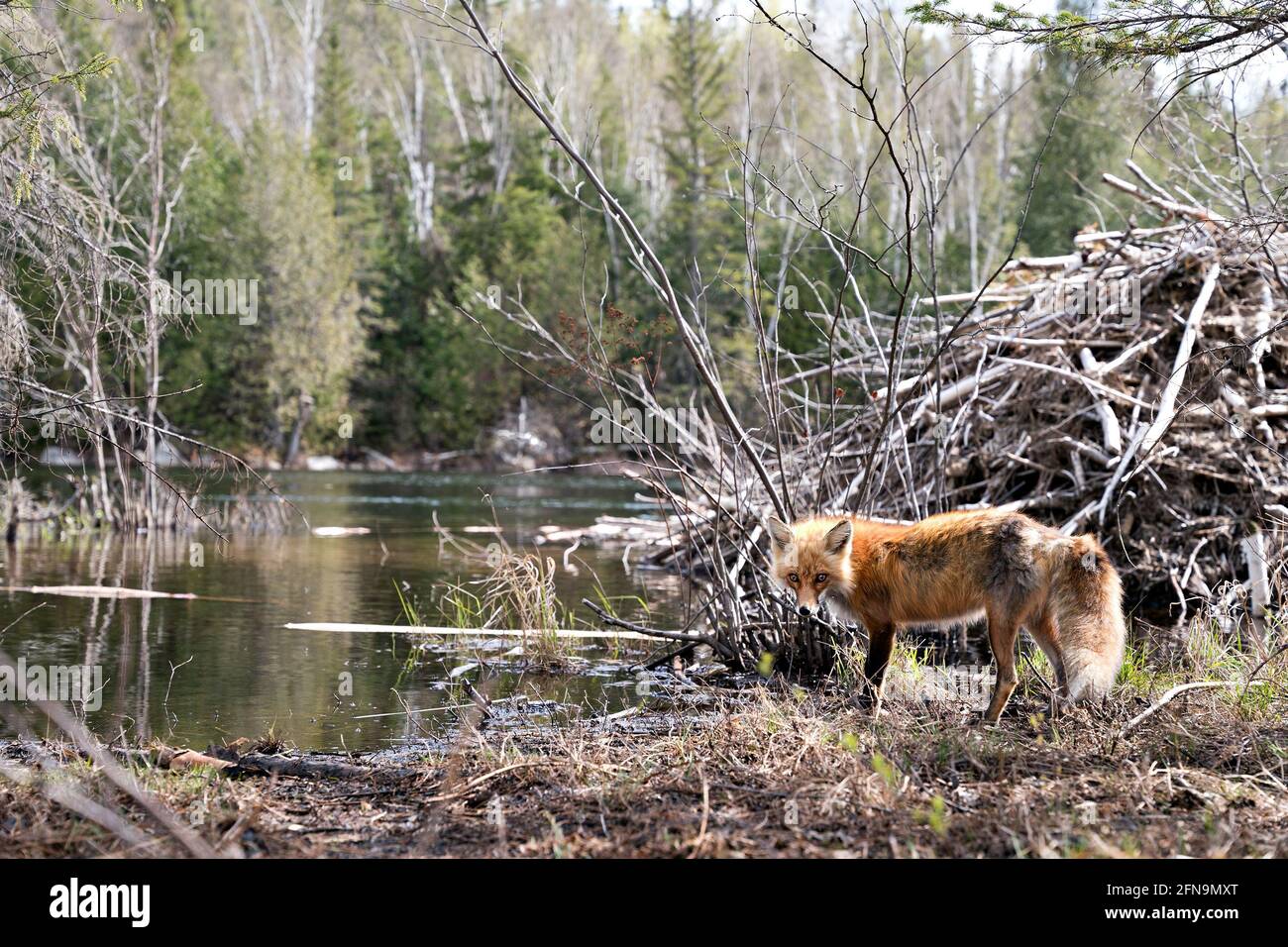 Red fox by a beaver lodge with water and forest background in its ...