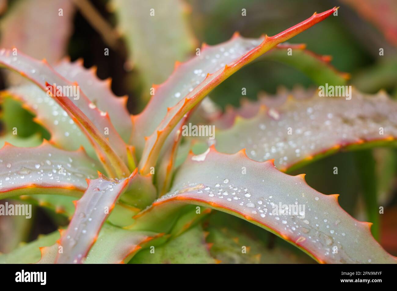 Rain Drops On Serrated Octopus Aloe Leaves (Aloe vanbalenii Stock Photo ...