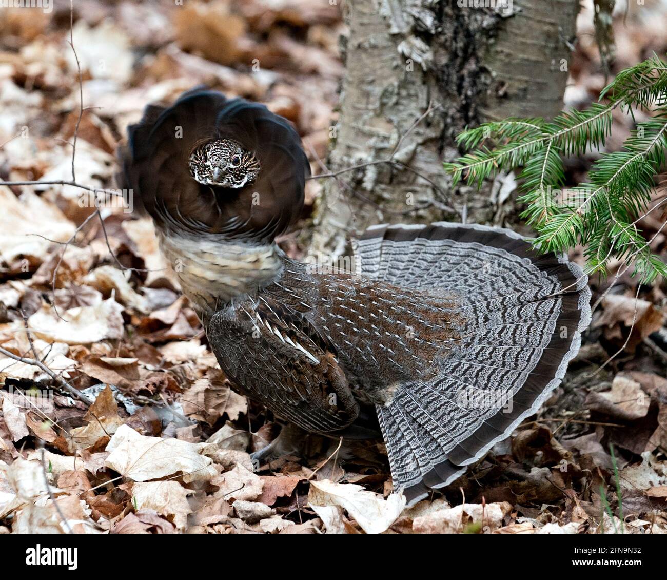 Partridge male ruffed grouse struts mating plumage and fan tail in the ...