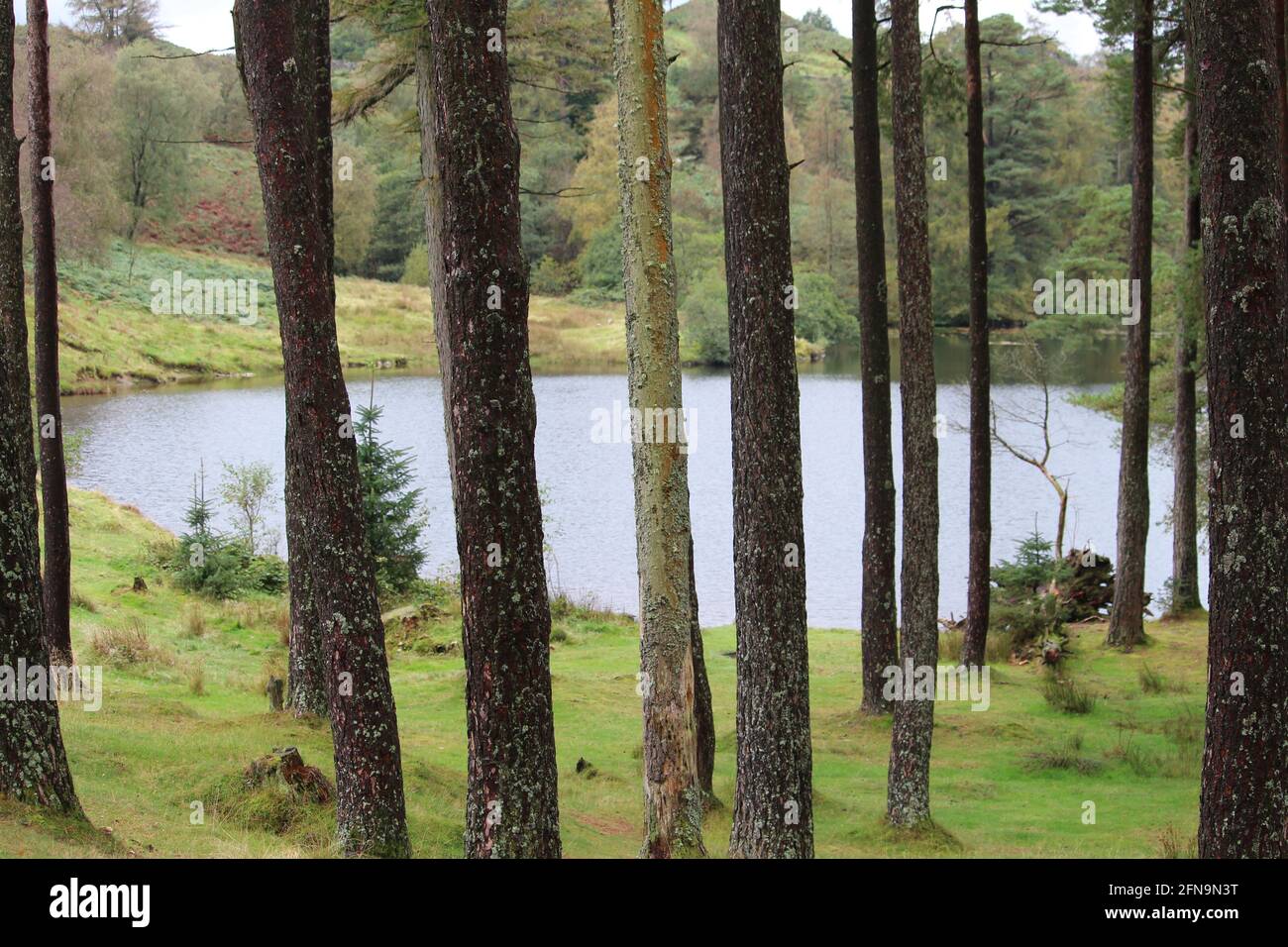 Tarn Hows in the Lake District Stock Photo - Alamy