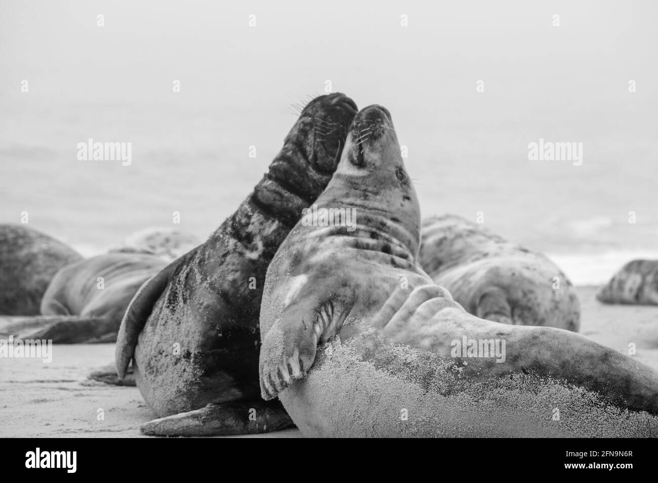 A black and white photo of two grey seals Stock Photo - Alamy