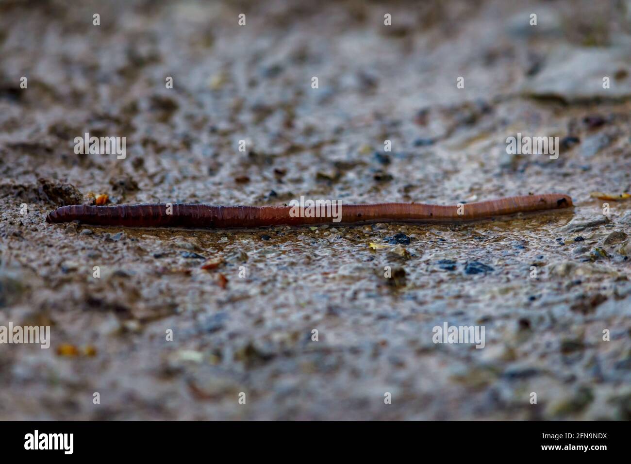 Rain worm hi-res stock photography and images - Alamy