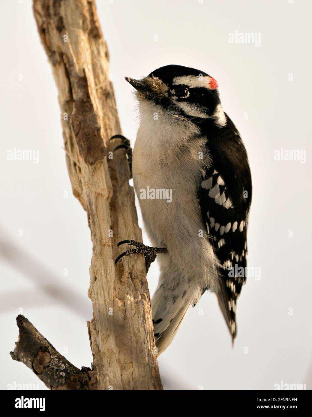 Woodpecker close-up profile view perched on a branch displaying feather ...