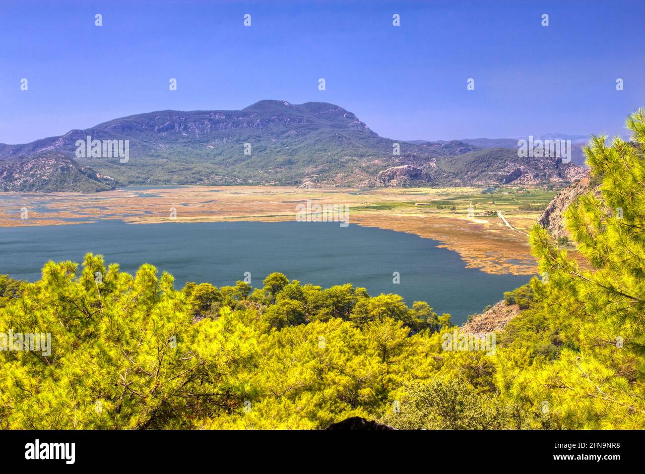 Turkey looking around hi-res stock photography and images - Alamy