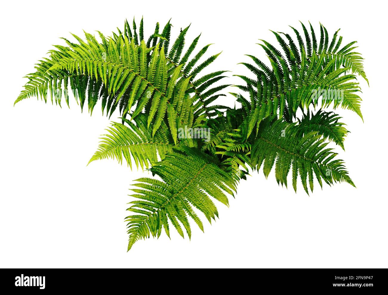 Fern plan isolated on white background Stock Photo - Alamy