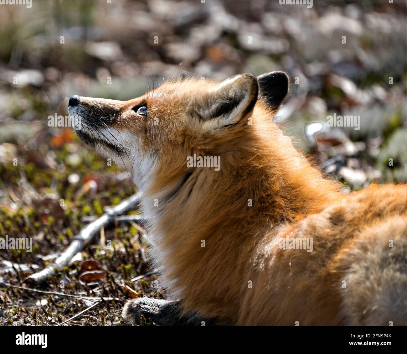 Red fox head close-up profile view looking towards the sky in the ...