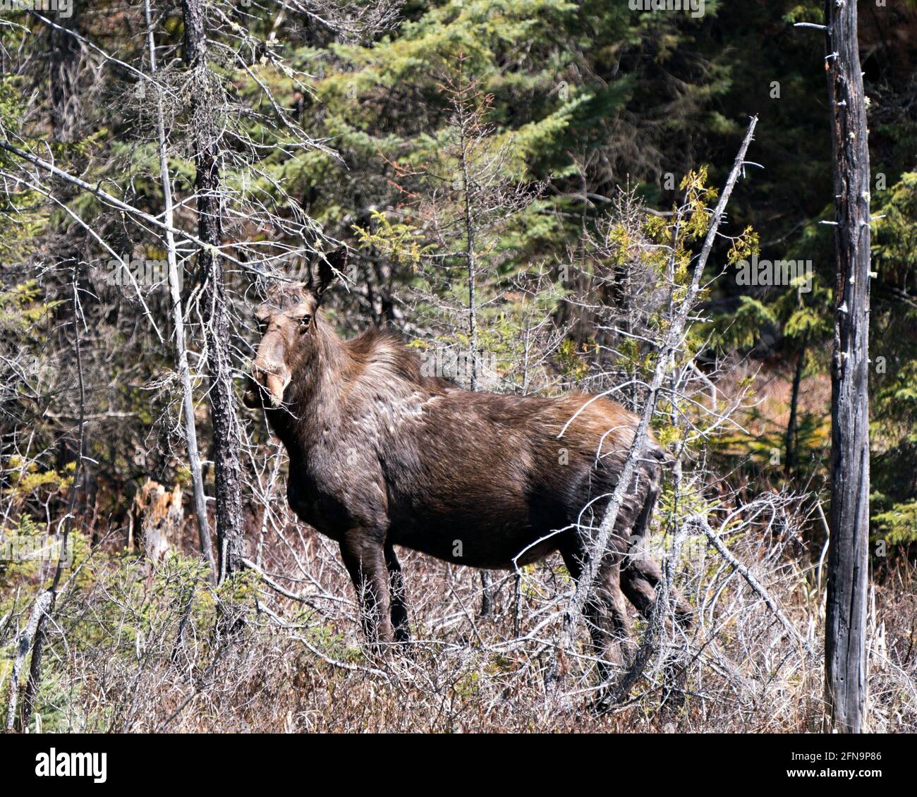 Moose side view hi-res stock photography and images - Alamy