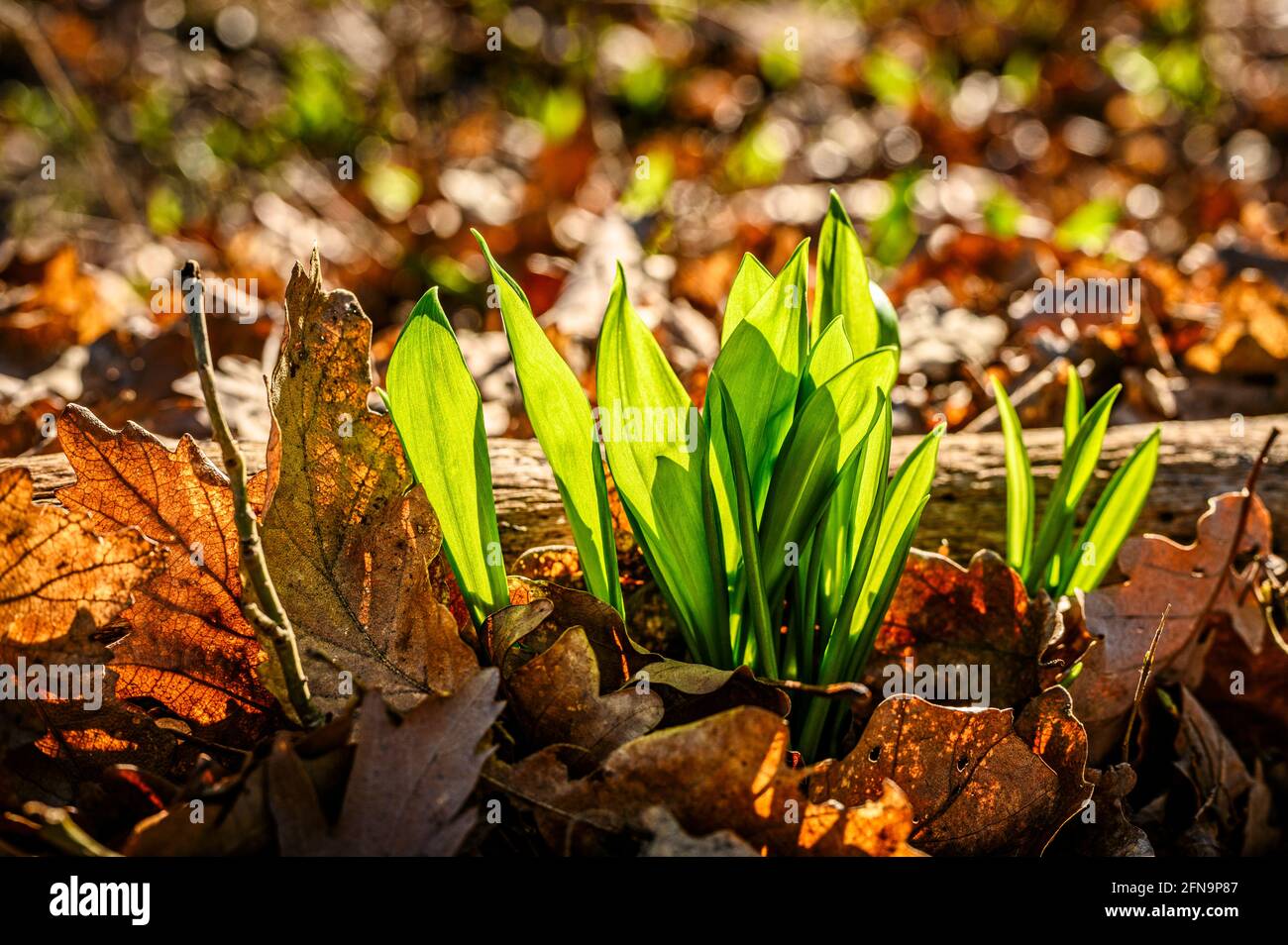 Fresh young wild garlic sprouts from the ground of a sun-drenched ...