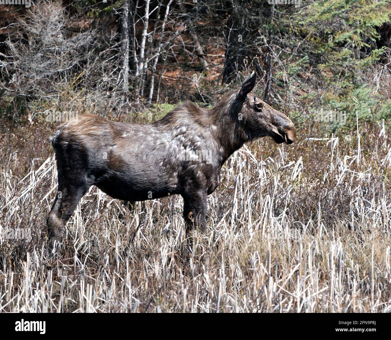 Moose walking in cattail foliage in the forest in the springtime ...