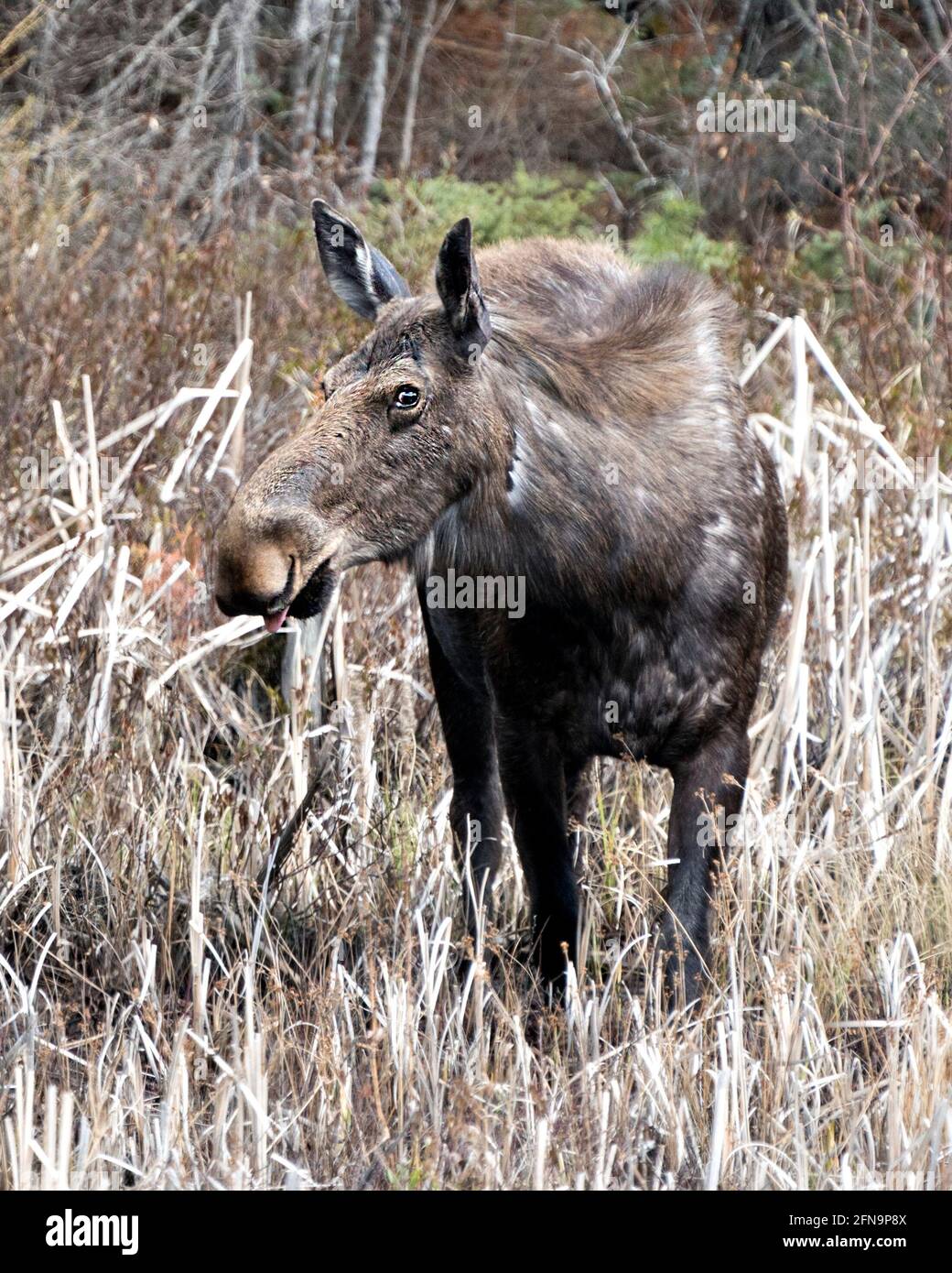 Moose front view in the forest in the springtime displaying muzzle ...