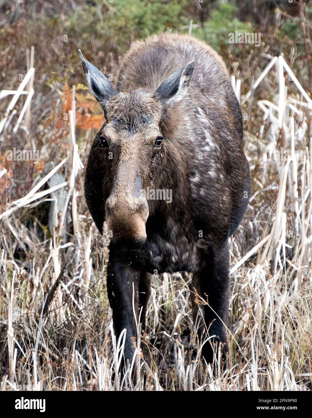 Moose front view in the forest in the springtime displaying muzzle ...