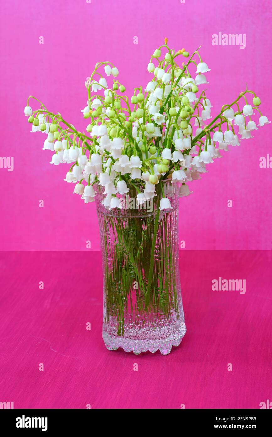 Bouquet of fragrant stems of white Lily of the valley flower bells ...