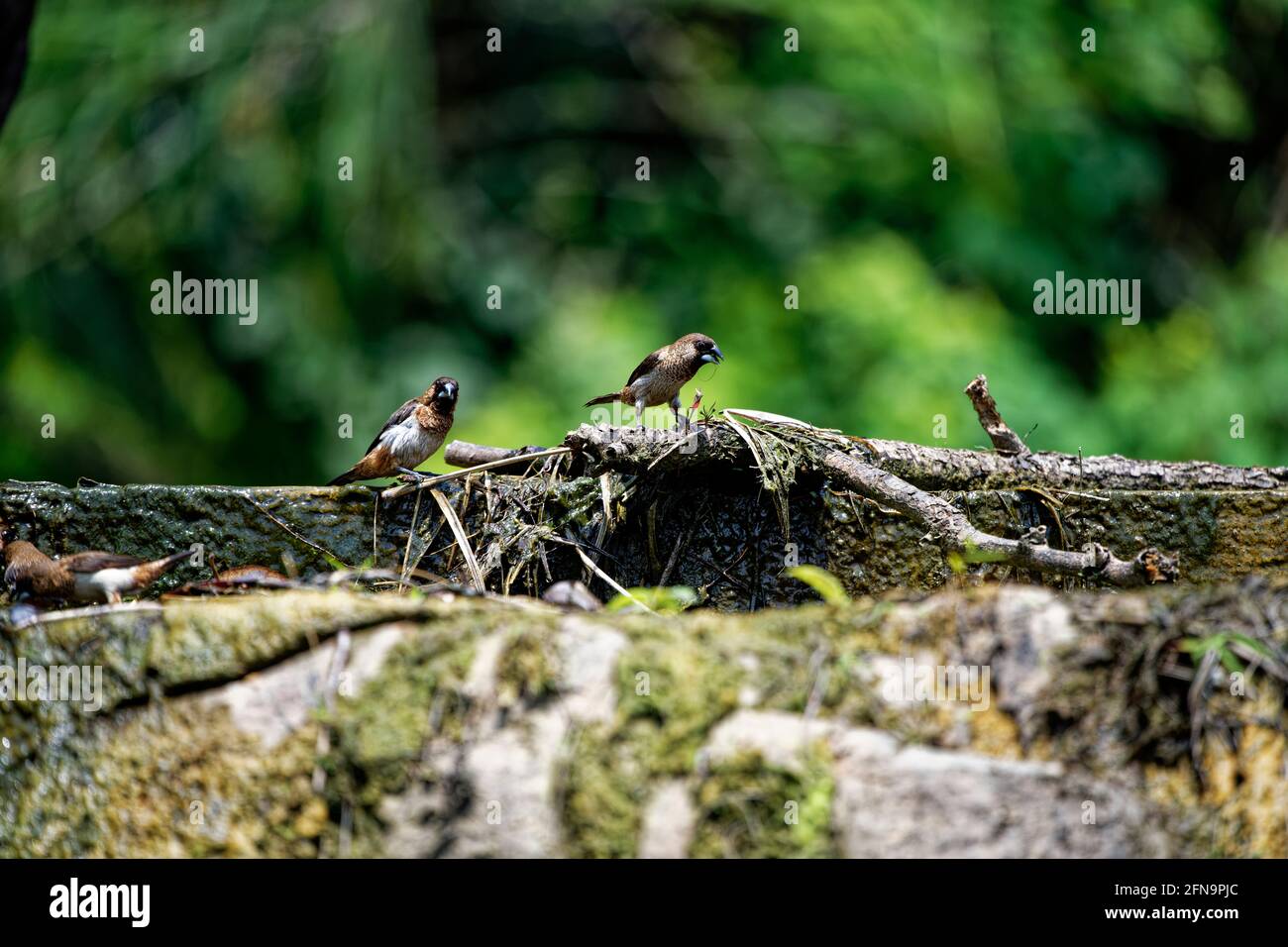 white rumped munia bird in the wild by daylight, natural Stock Photo ...