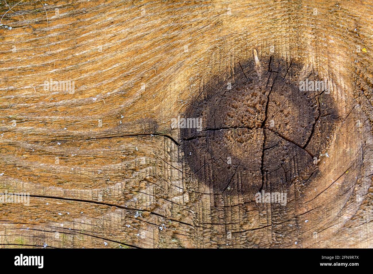 Closeup shot of a wooden tree trunk surface Stock Photo - Alamy