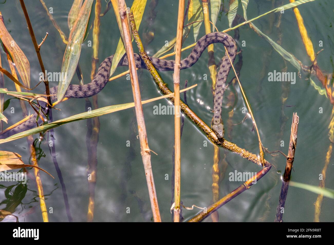 Turkish river snakes hi-res stock photography and images - Alamy