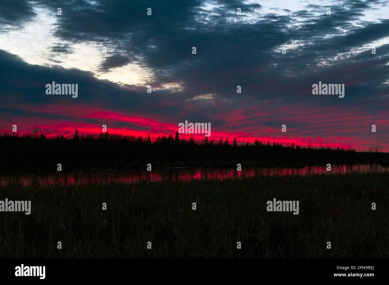 Bright pink sunset between dark trees and a dark grey with clouds as ...