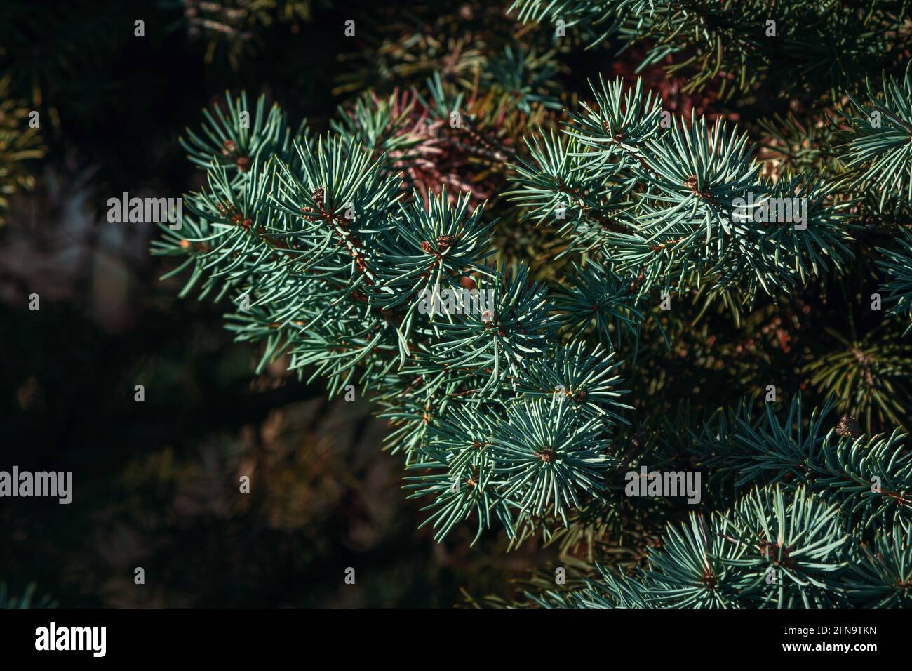 Spruce tree branch with green needles nature background. Summer forest ...