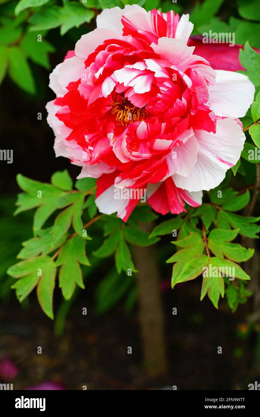Pink and white striped tree peony flower growing on the shrub Stock ...