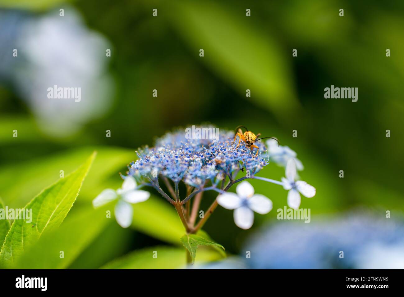 Bug on hydrangea hi-res stock photography and images - Alamy