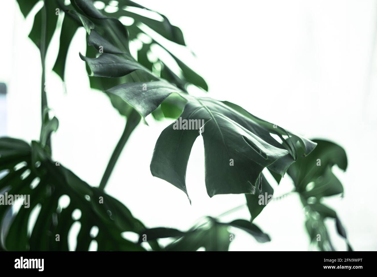 Real monstera leaves decorating for design.Tropical leaves pattern ...