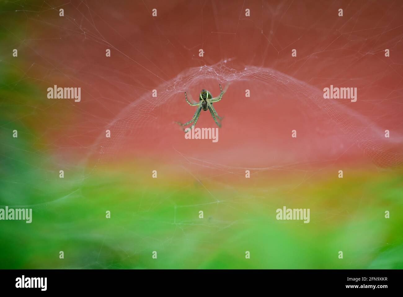 Enigma of spider hi-res stock photography and images - Alamy