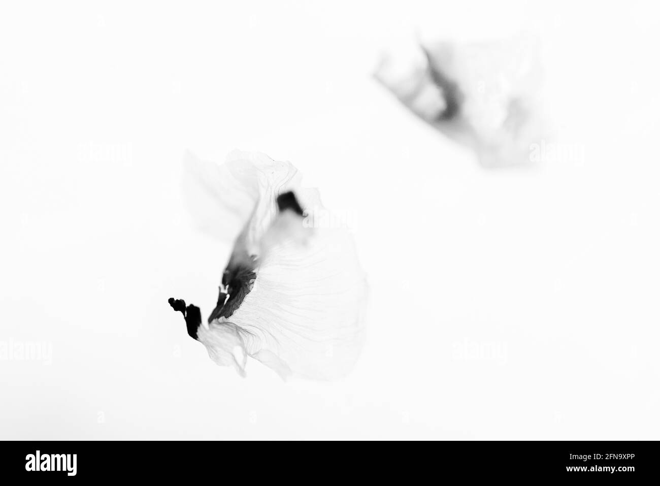 With flying colours Black and White Stock Photos & Images - Alamy