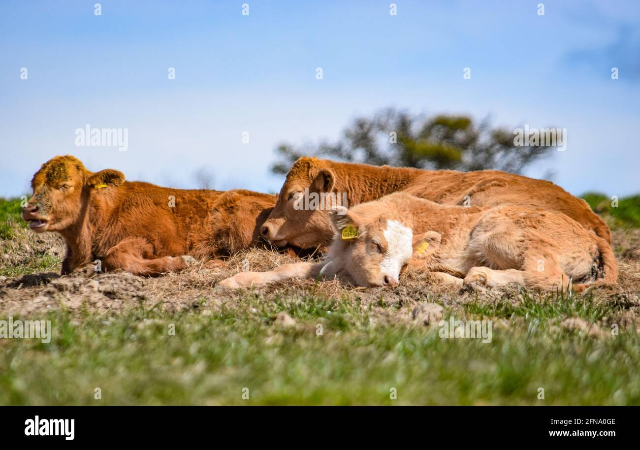 Moo Cow High Resolution Stock Photography and Images - Alamy