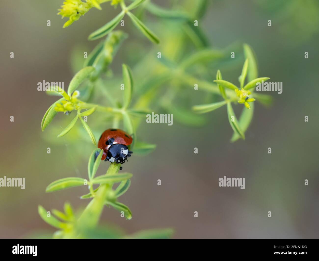 Ladybug flying isolated hi-res stock photography and images - Alamy