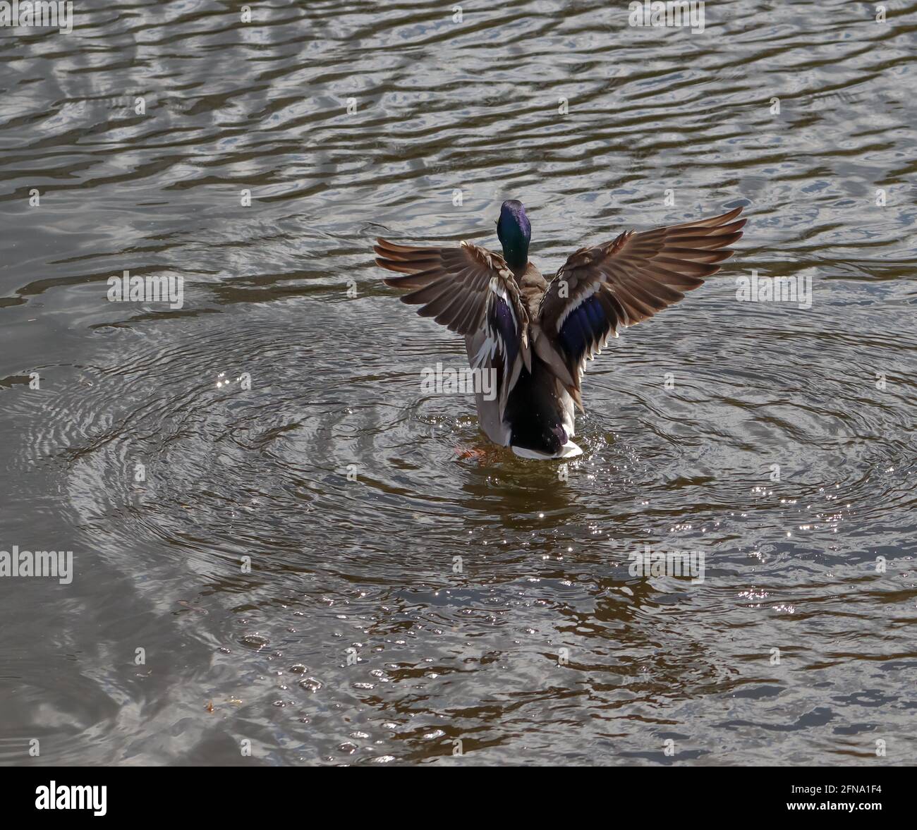Mallard duck laying down hi-res stock photography and images - Alamy