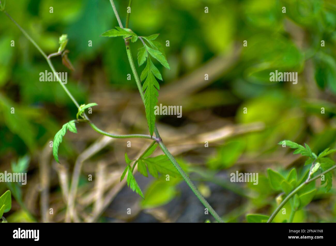 Simple green leaf hi-res stock photography and images - Alamy