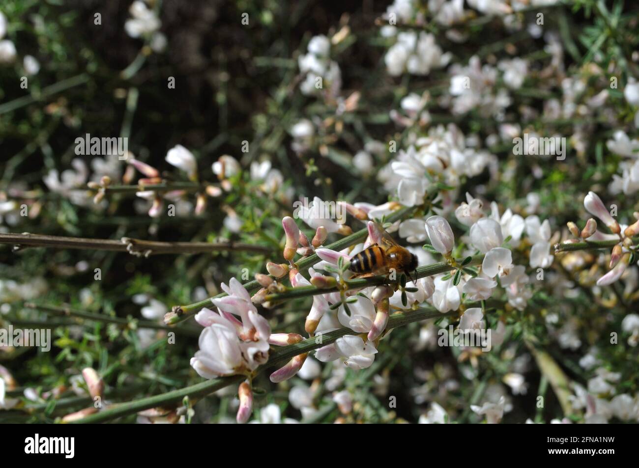 White flowering broom hi-res stock photography and images - Alamy