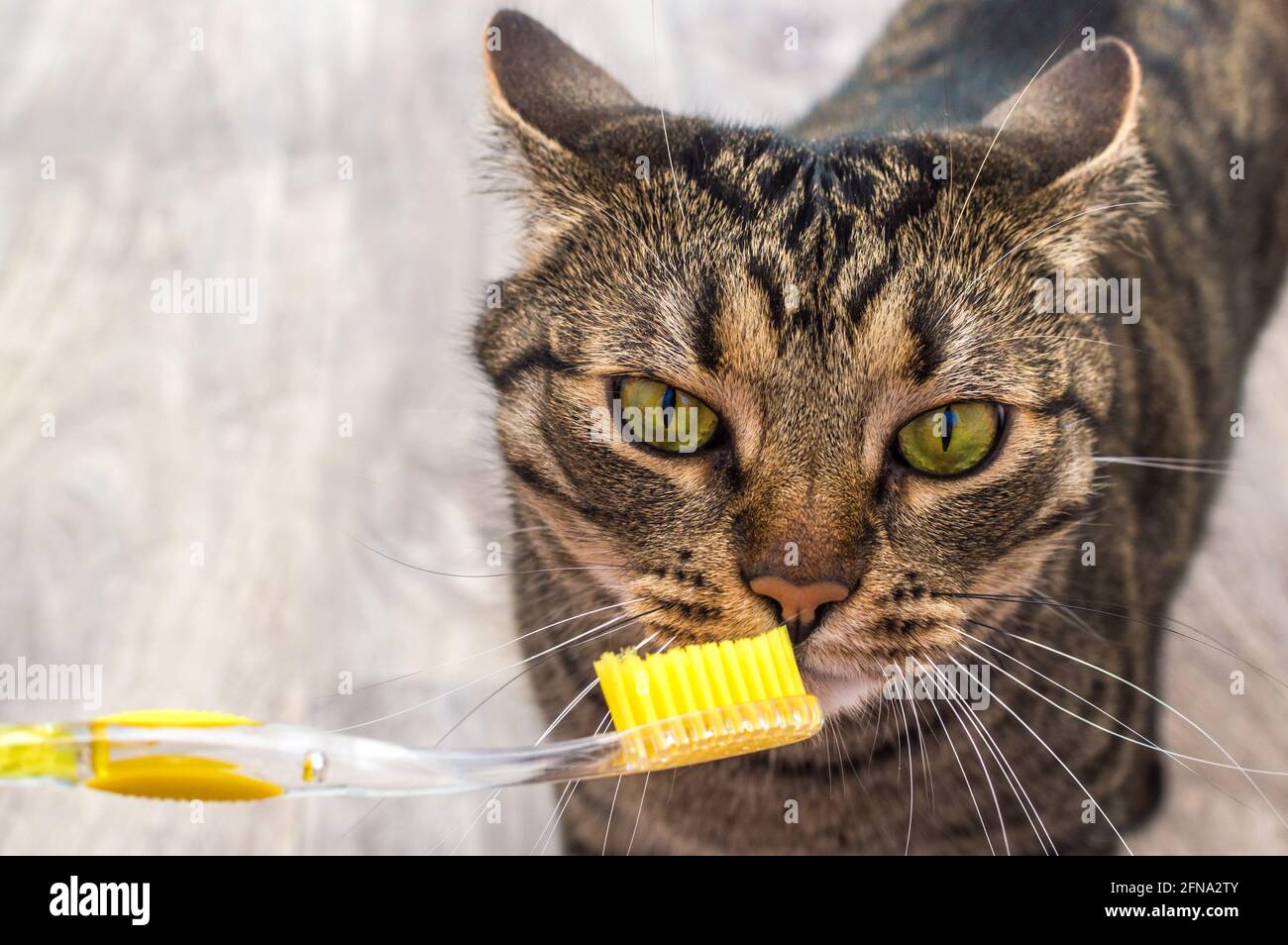 Brushing cat teeth hi-res stock photography and images - Alamy