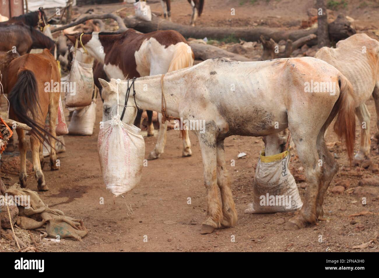 Feed station hi-res stock photography and images - Alamy