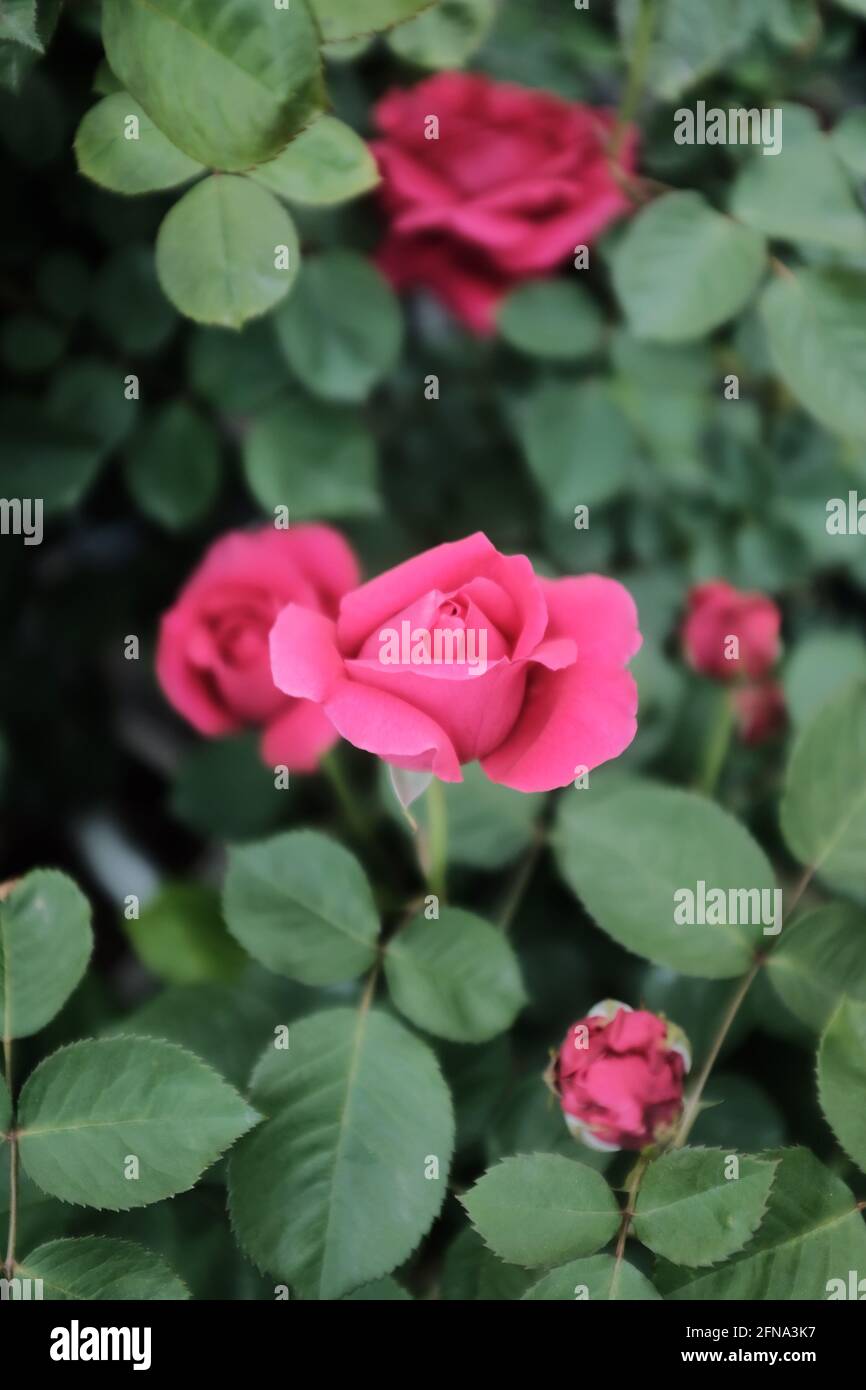 Selective focus shot of a beautiful pink rose Stock Photo - Alamy