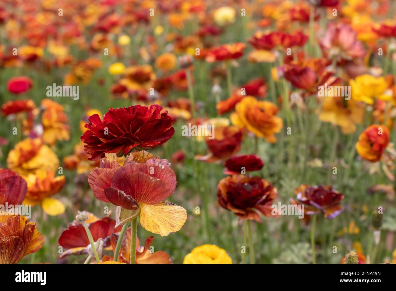 A field of ranunculus flowers blooming in the sun Stock Photo - Alamy