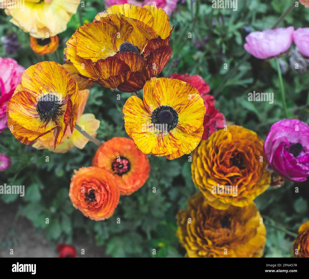 Beauty of various blooms hi-res stock photography and images - Alamy