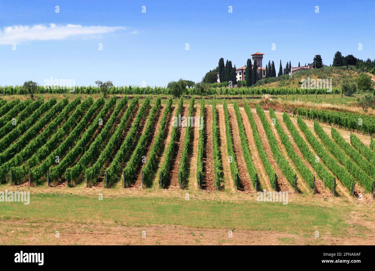 The hills covered with vineyards of Chianti. Tucany.Italie Stock Photo ...