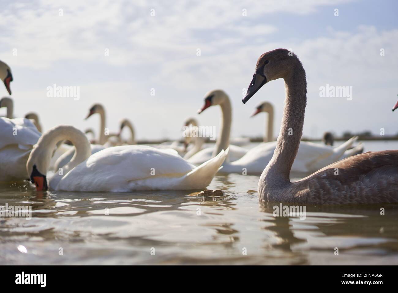 Beautiful white swan flock floating in the lake. Swan Lake Stock Photo ...