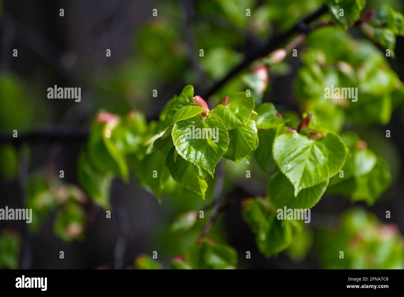 Apple tree twig with young leaves and a buds Stock Photo - Alamy