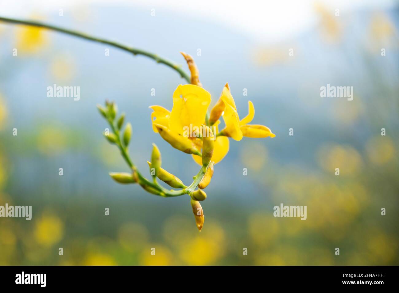 Yellow genista flower in Pollino national park, Basilicata region, taly ...